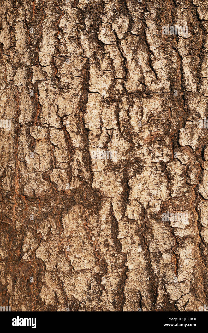 Tree bark texture,abstract background and texture Stock Photo - Alamy