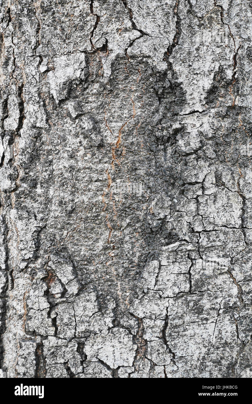 Tree bark texture,abstract background and texture Stock Photo - Alamy