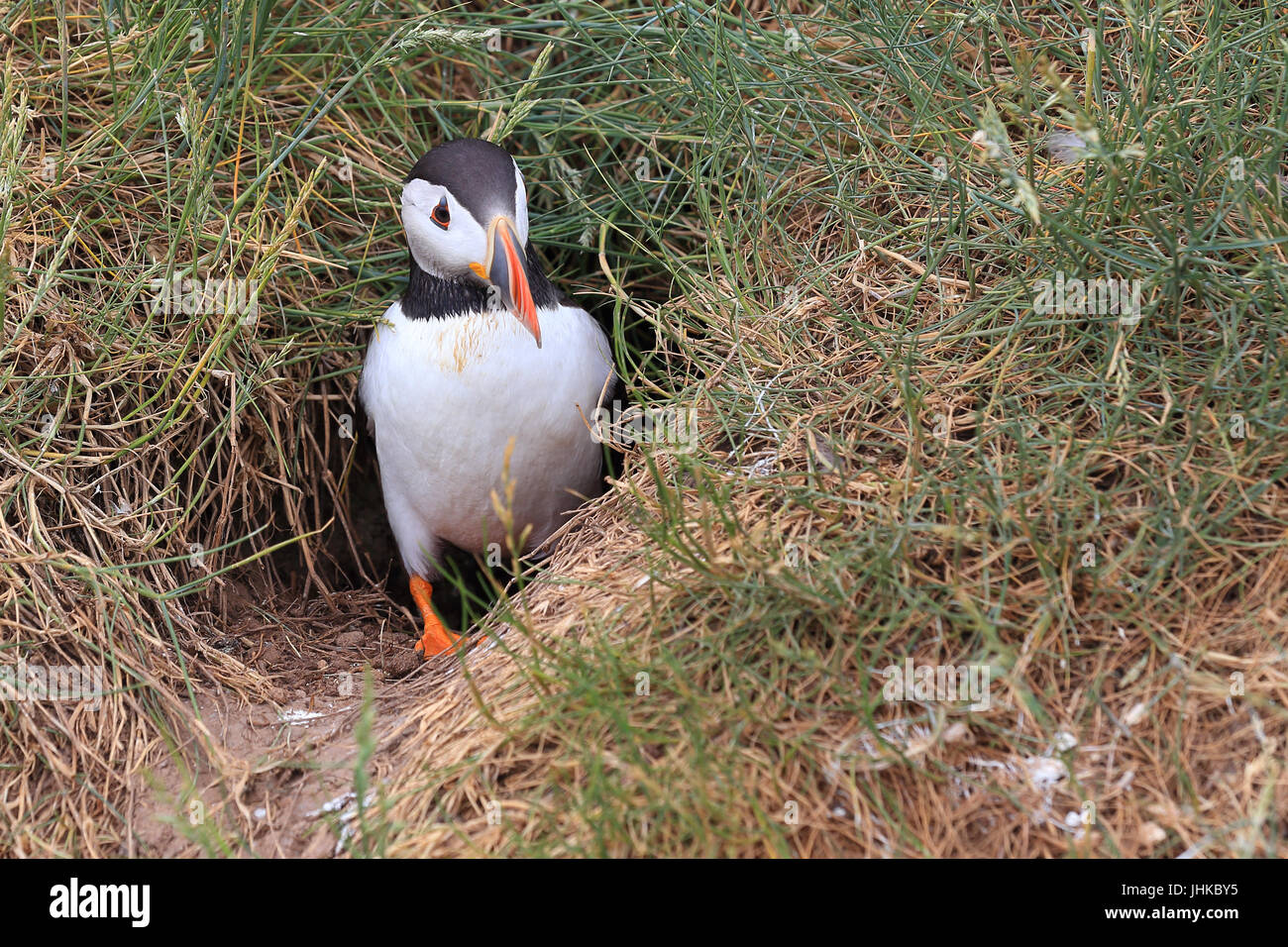 Burrow nesting hi-res stock photography and images - Alamy