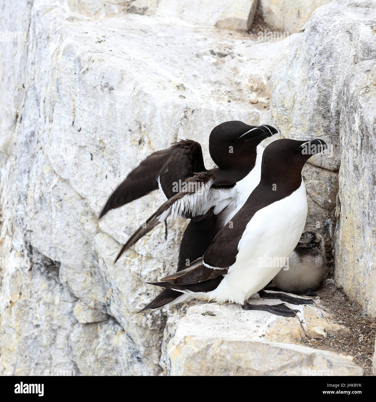 Juvenile Razorbill High Resolution Stock Photography and Images - Alamy