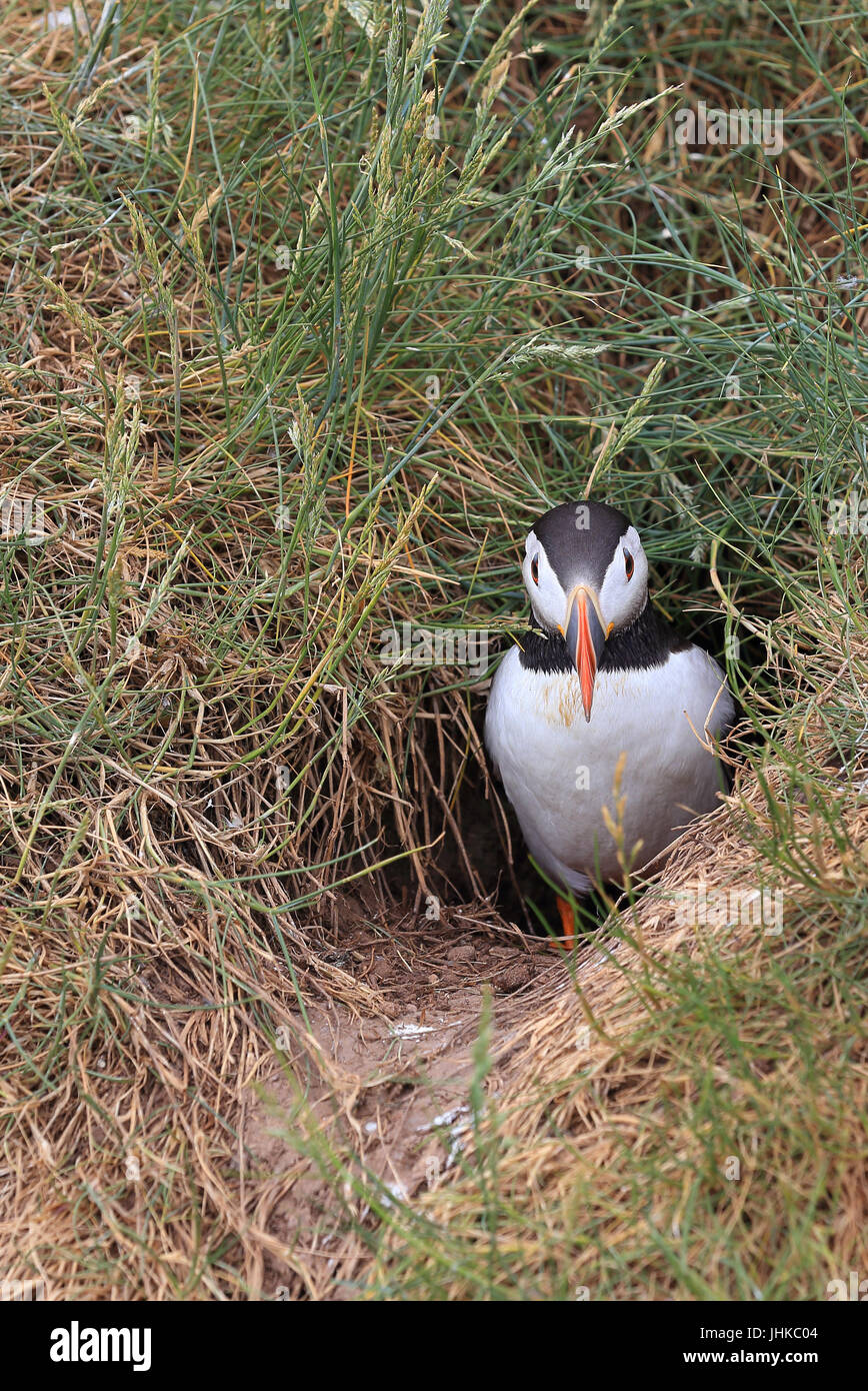 Puffin Nesting High Resolution Stock Photography and Images - Alamy