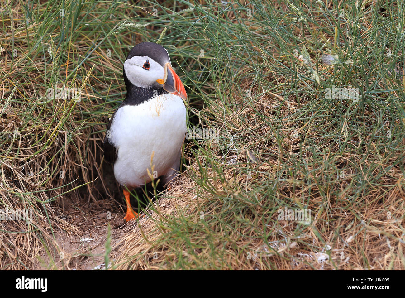 Burrow nesting hi-res stock photography and images - Alamy