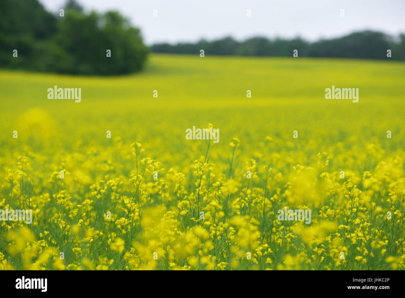 Canola warm hi-res stock photography and images - Alamy