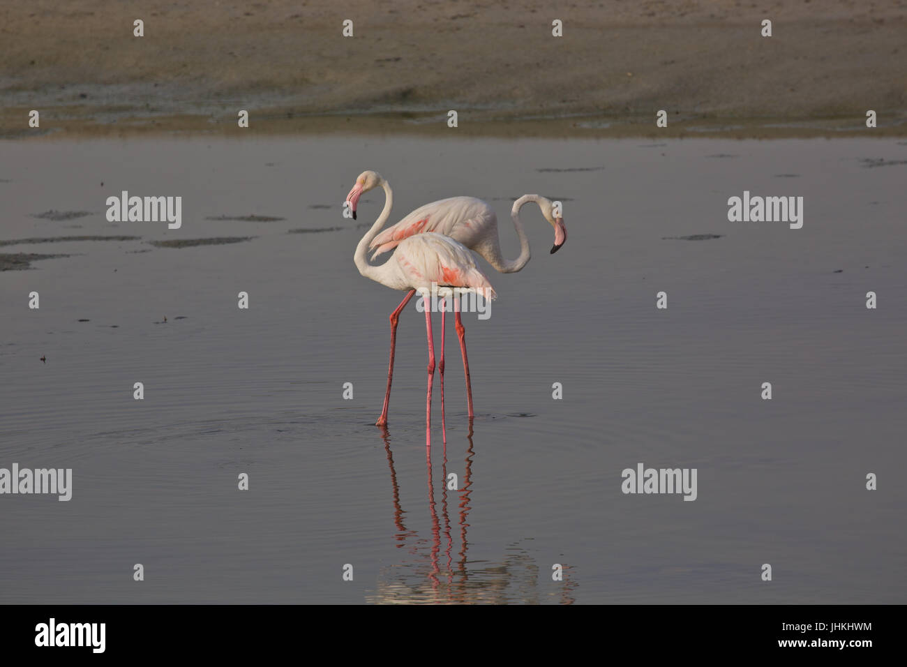 Ras Al Khor Wildlife sanctuary, Dubai, UAE Stock Photo - Alamy