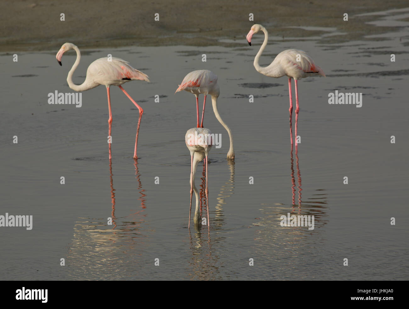Ras Al Khor Wildlife sanctuary, Dubai, UAE Stock Photo - Alamy