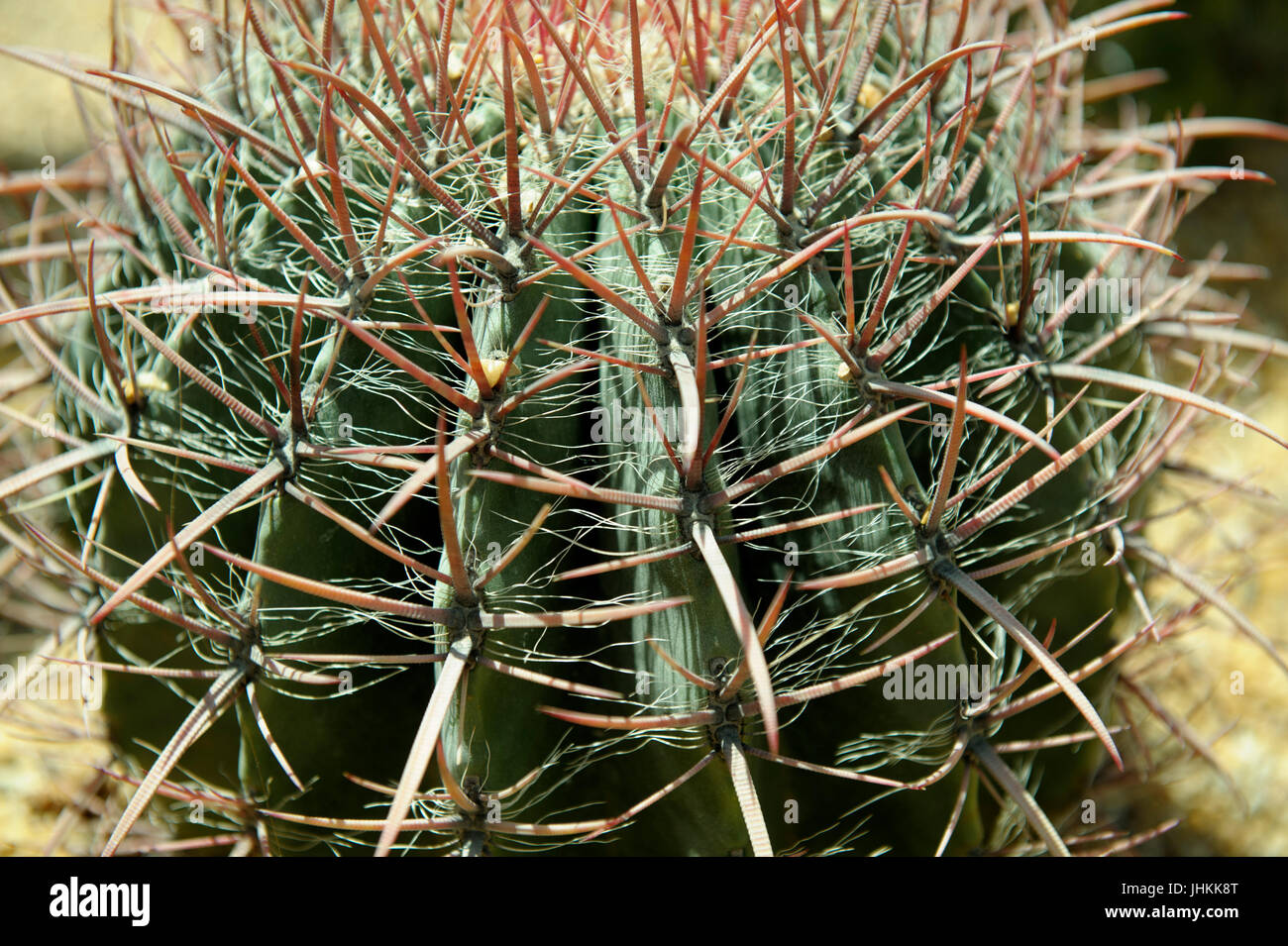Detail of Barrel Cactus species Stock Photo - Alamy