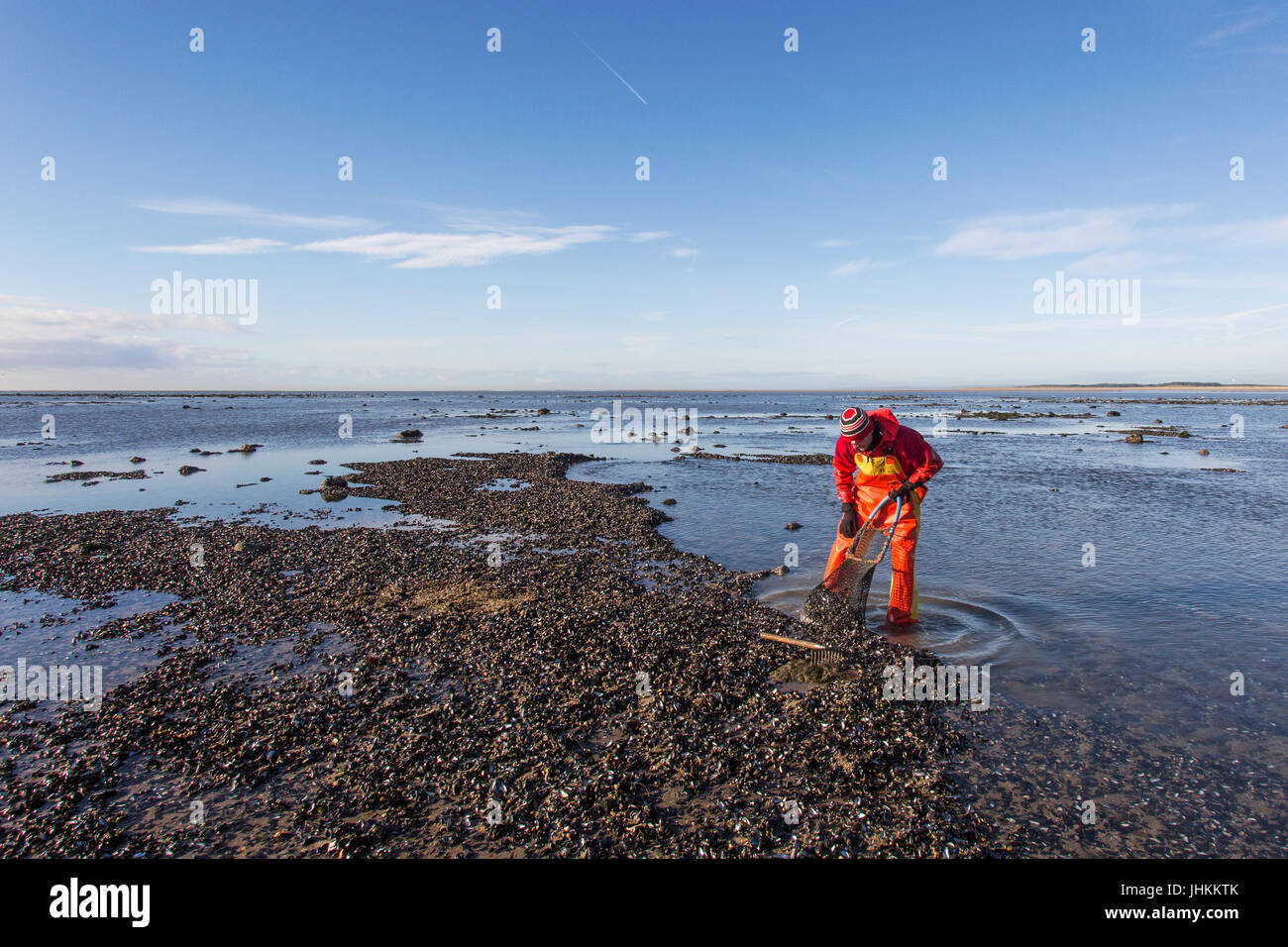Cockle Picker in Gower Stock Photo - Alamy