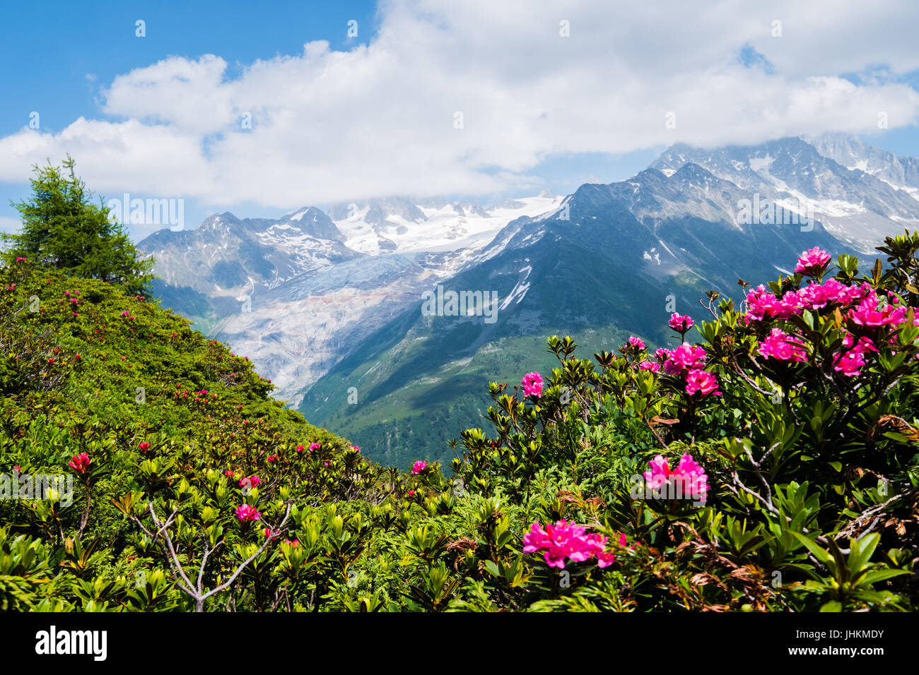 Mont blanc range spring flower hi-res stock photography and images - Alamy