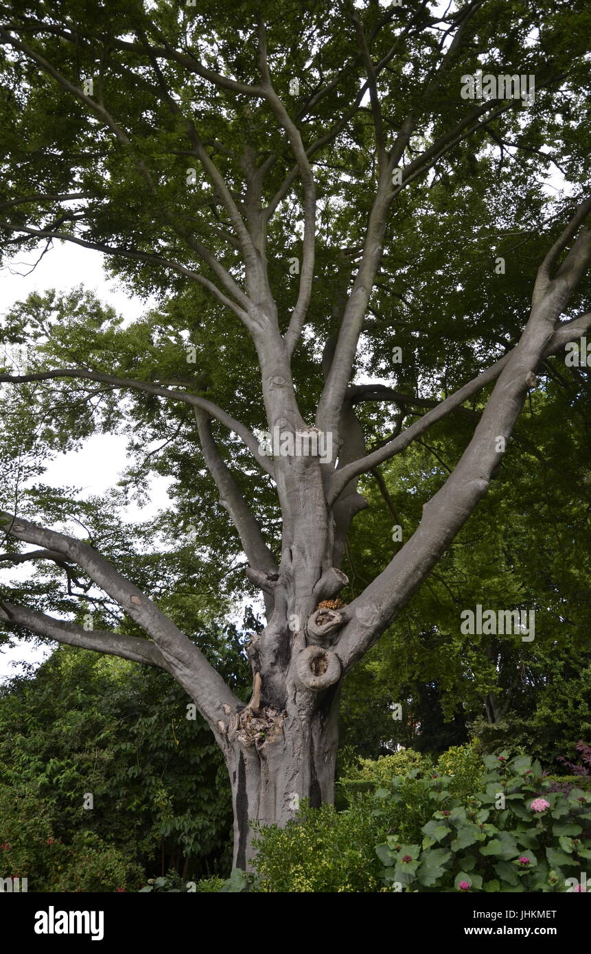 The great beech hi-res stock photography and images - Alamy
