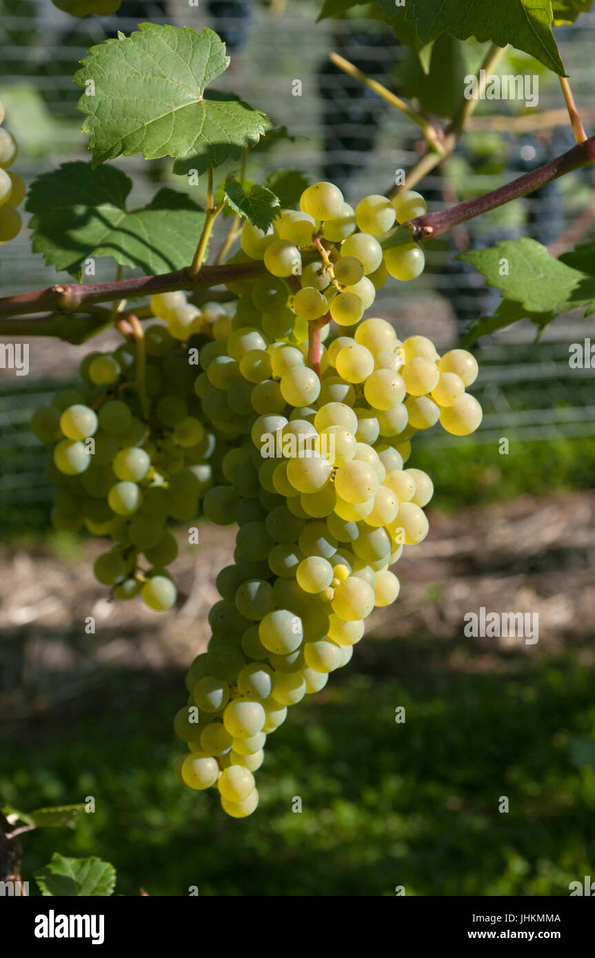 White grapes on a branch of green vine in vineyard Stock Photo - Alamy