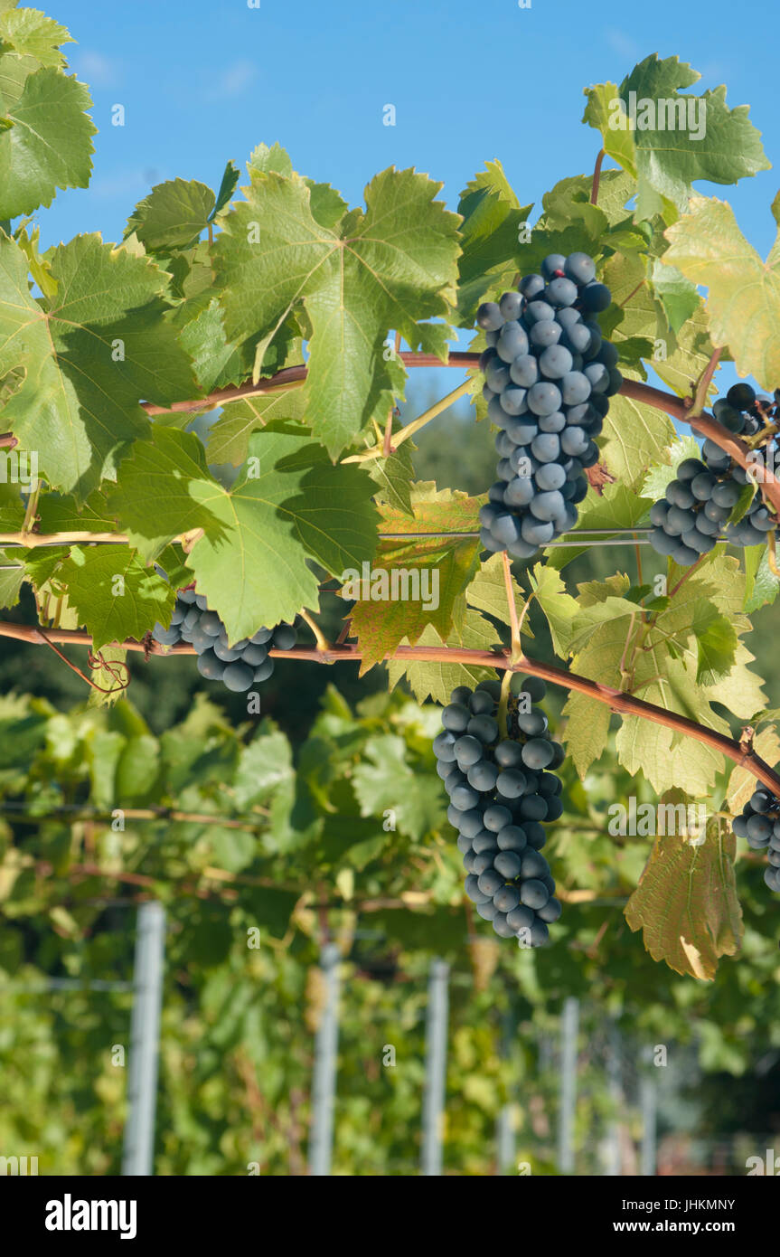 Ripe red grapes on a vine Ripe red grapes on a vine in vineyard Stock ...