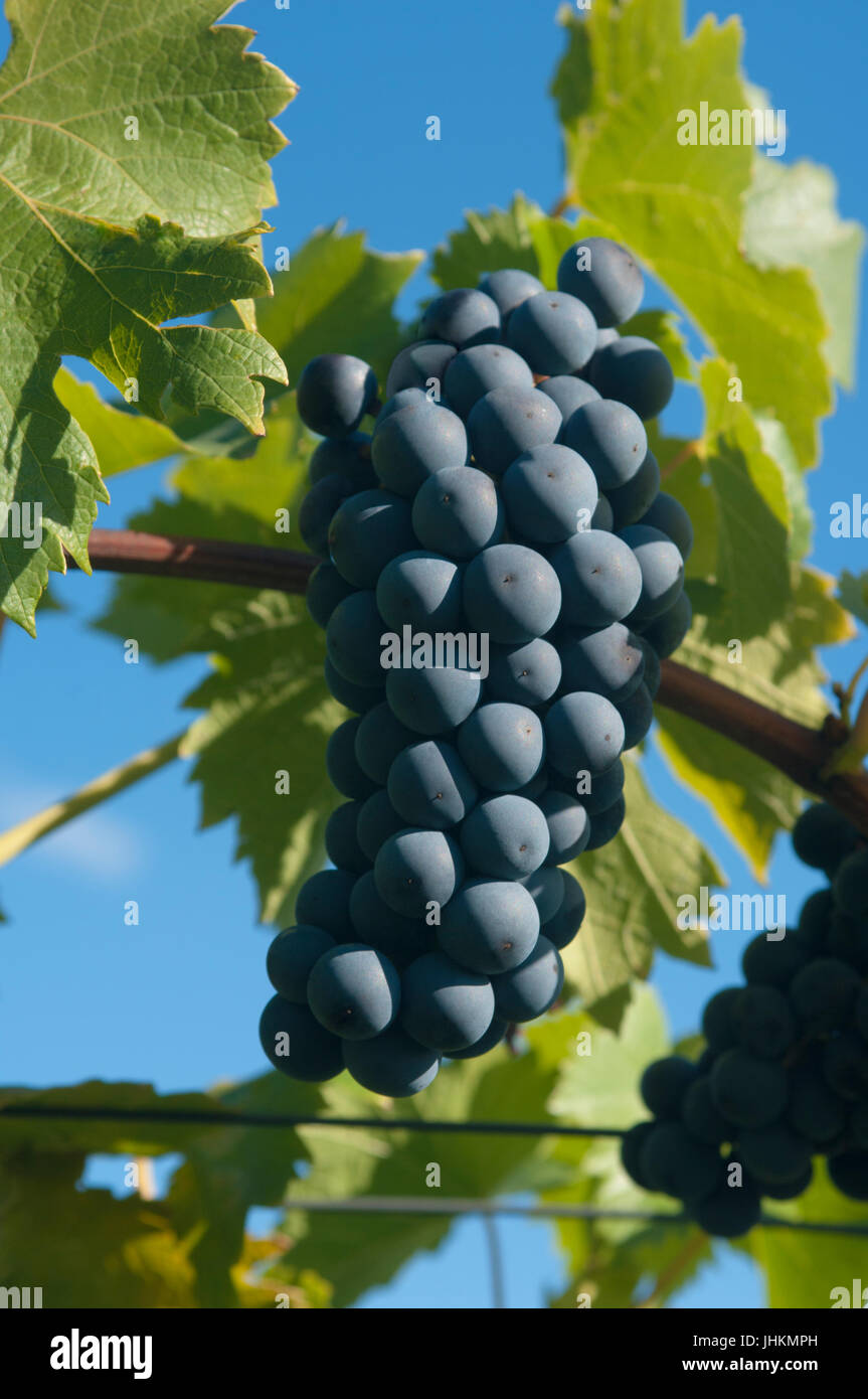 Ripe red grapes on a vine Ripe red grapes on a vine in vineyard Stock ...