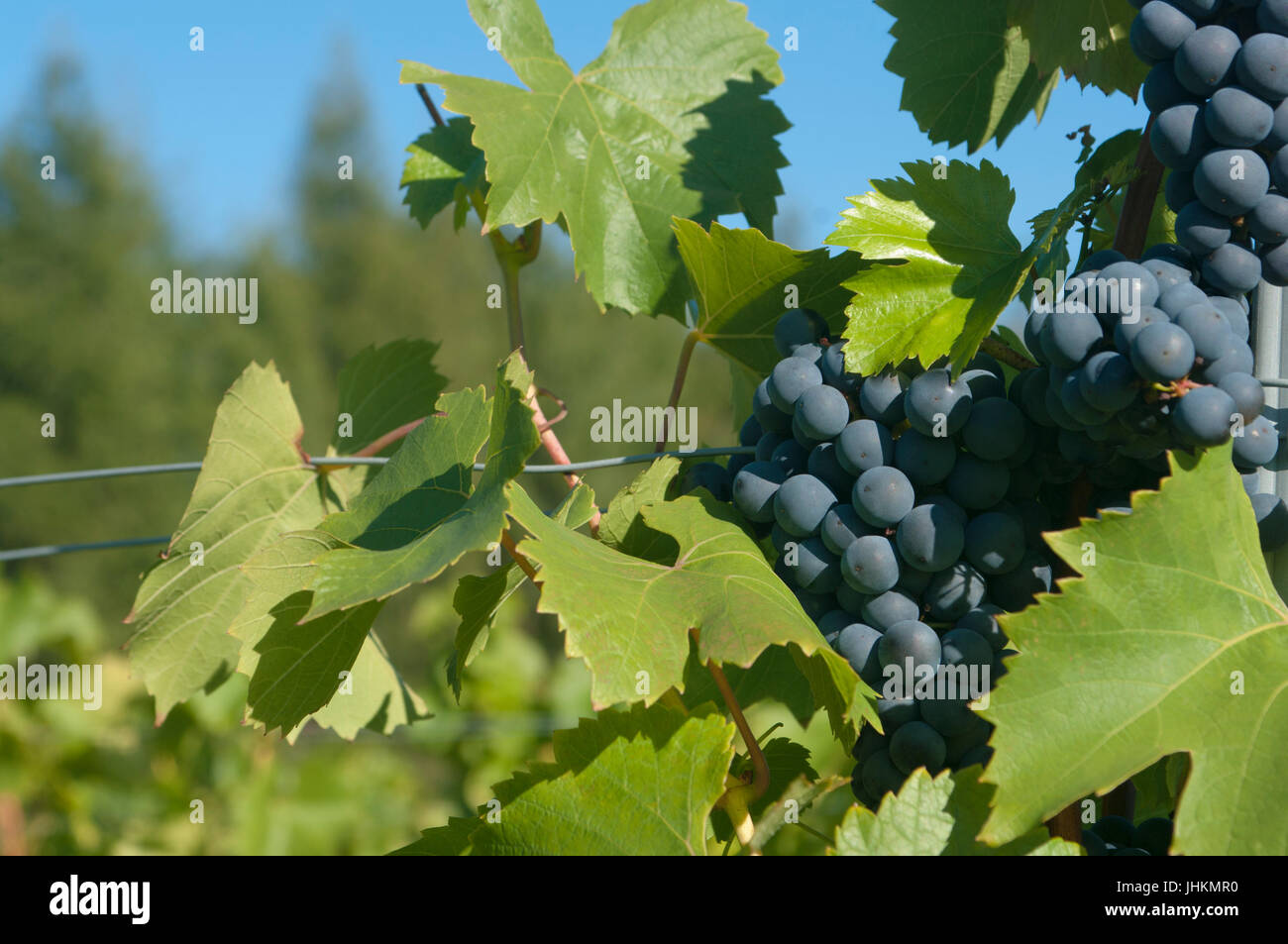 Ripe red grapes on a vine Ripe red grapes on a vine in vineyard Stock ...