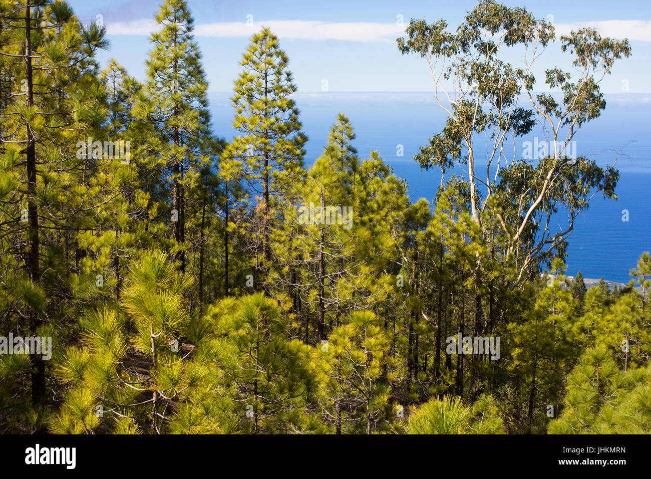 Spruce forest. Sustainable clear ecosystem. Pinus canariensis, Canary ...