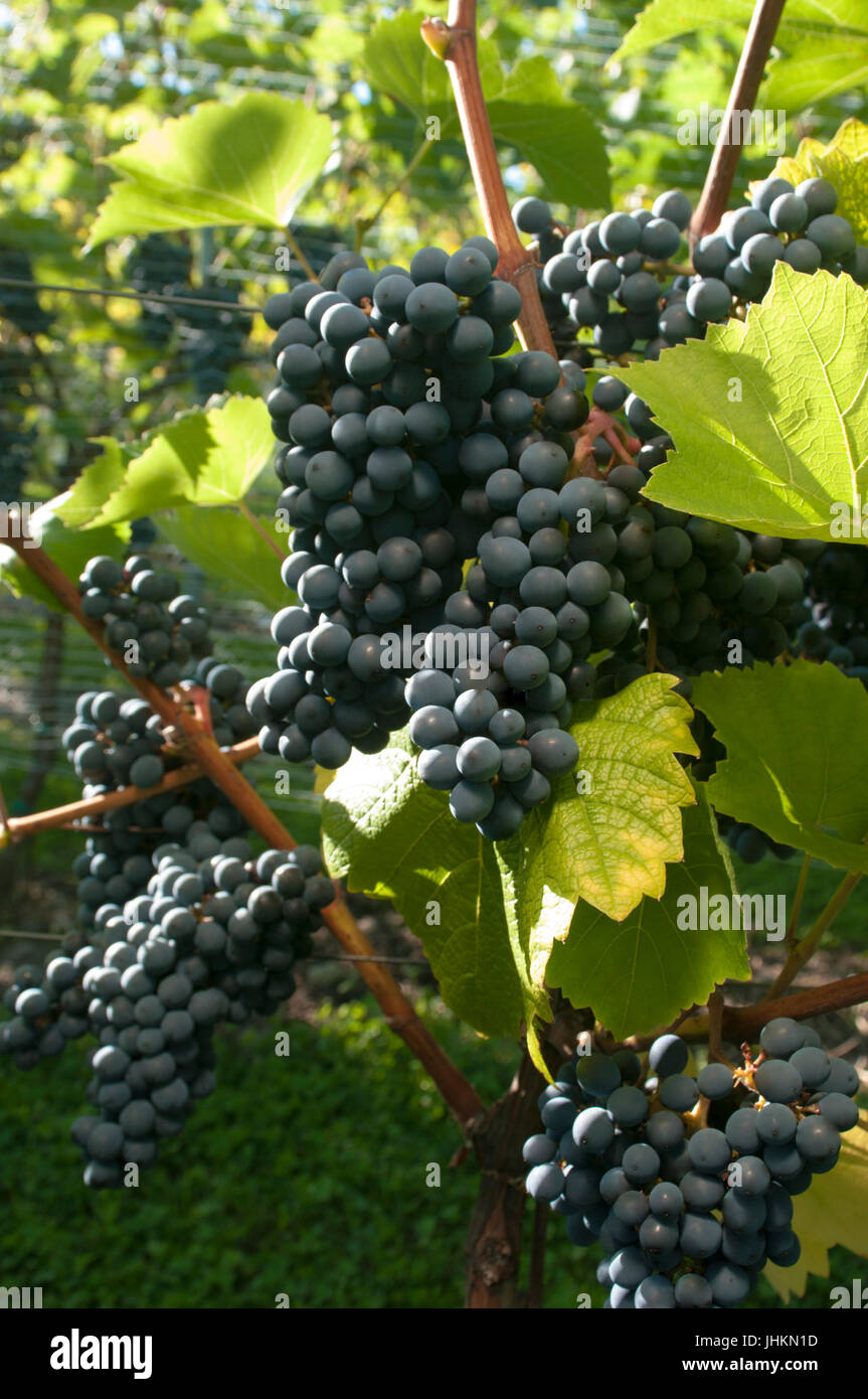 Ripe red grapes on a vine Ripe red grapes on a vine in vineyard Stock ...