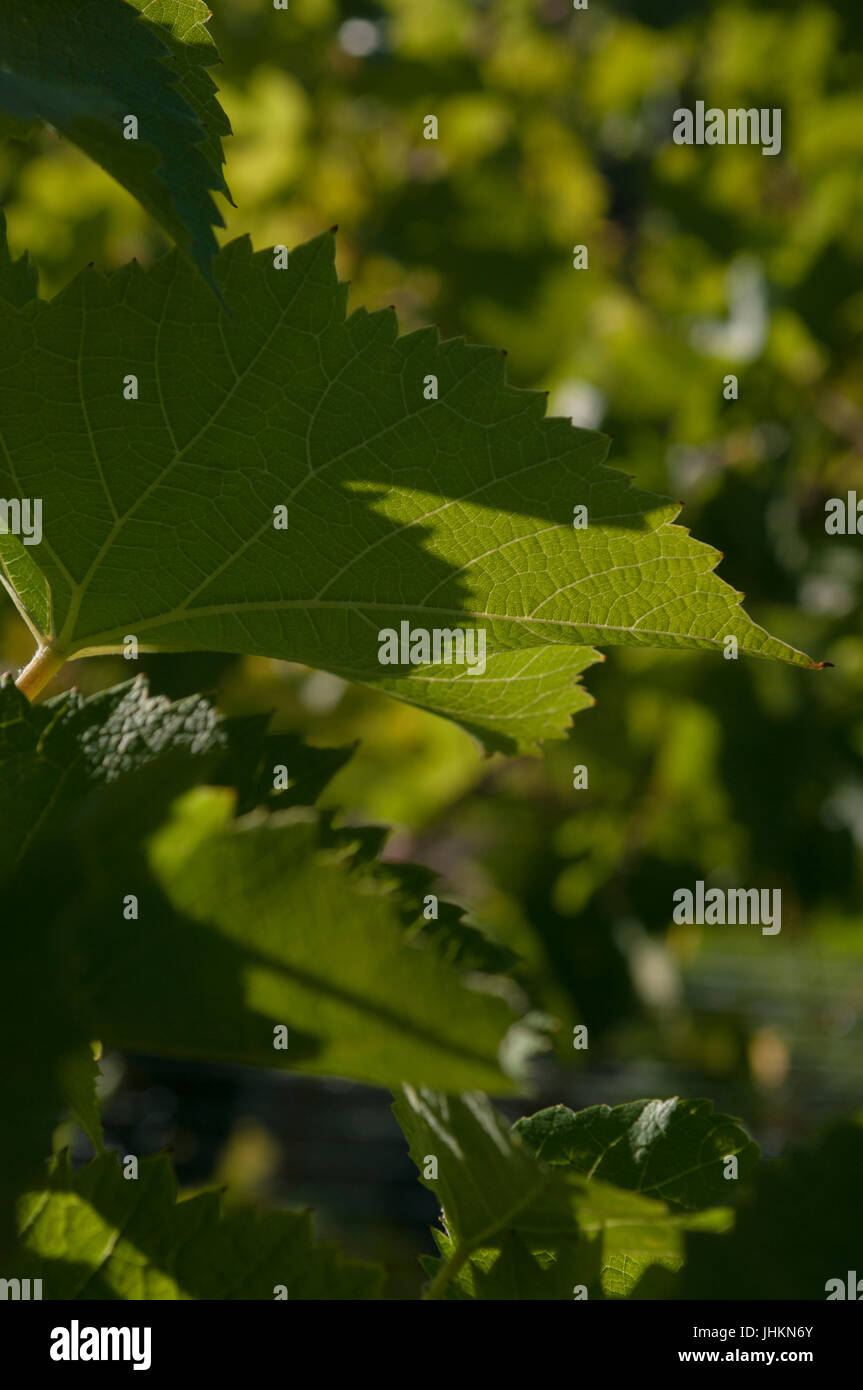 Vineyard with golden leaves hi-res stock photography and images - Alamy