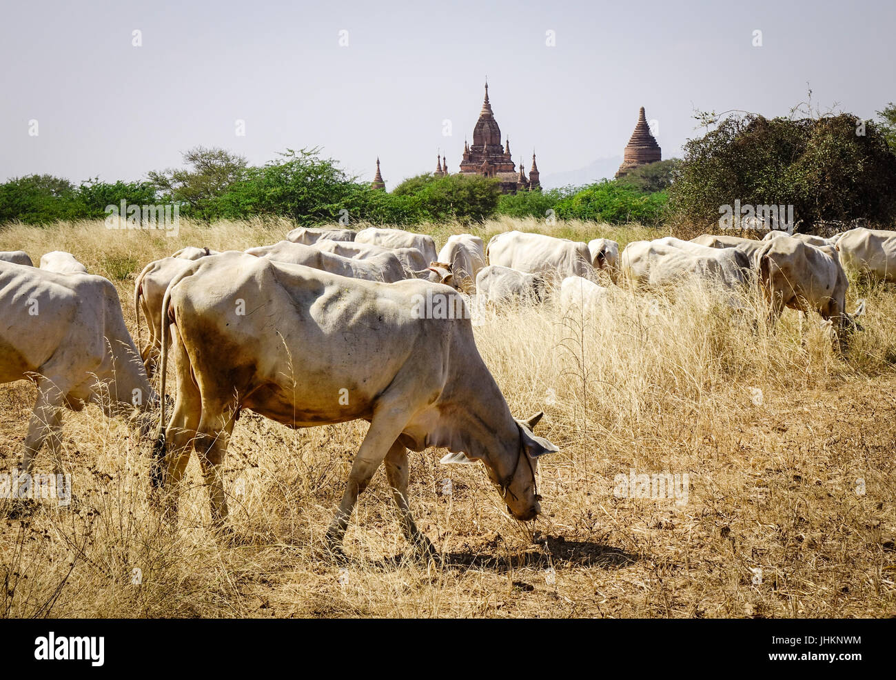 Cows on the grass field at sunny day in Bagan, Myanmar. Bagan is an ...