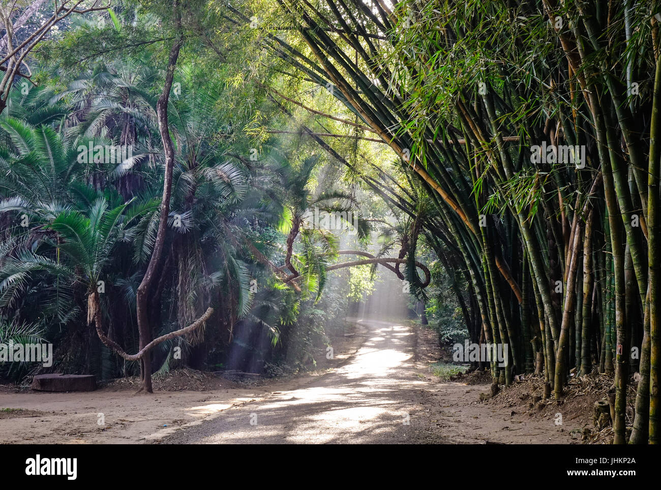 Bamboo forest at the Botanic Garden in Pyin Oo Lwin, Myanmar. The park ...