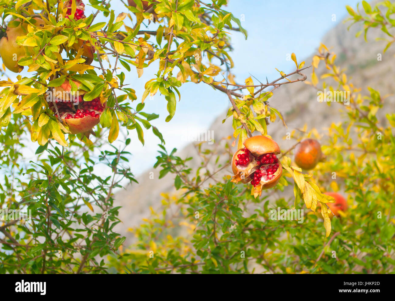 Pomegranate orchard hi-res stock photography and images - Alamy