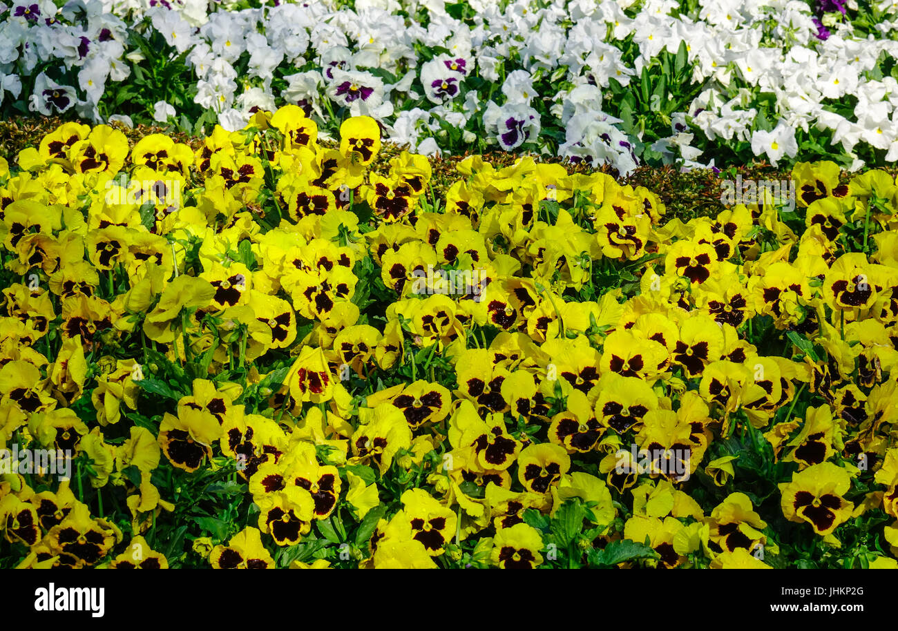 Yellow pansee flowers blooming at the park in springtime Stock Photo ...