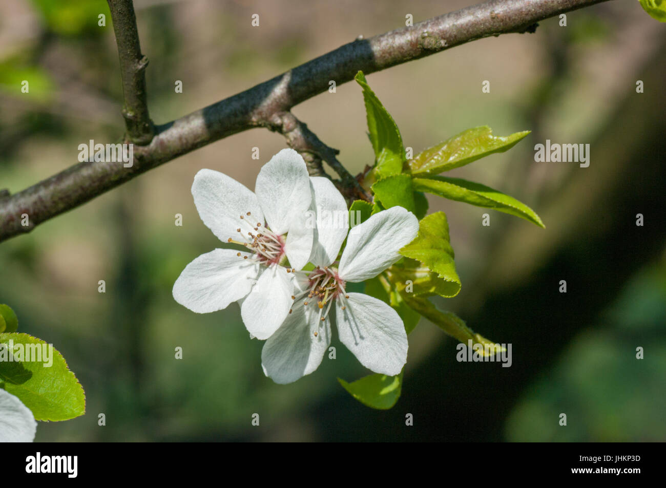 Close up plum tree blossom hi-res stock photography and images - Alamy
