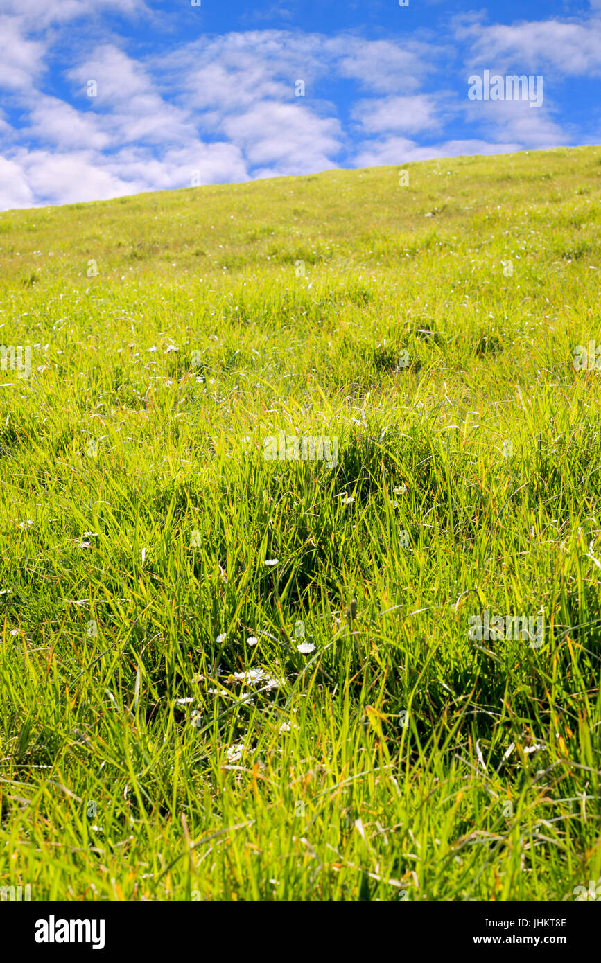 beautiful green grass in sa field of county kerry ireland Stock Photo ...