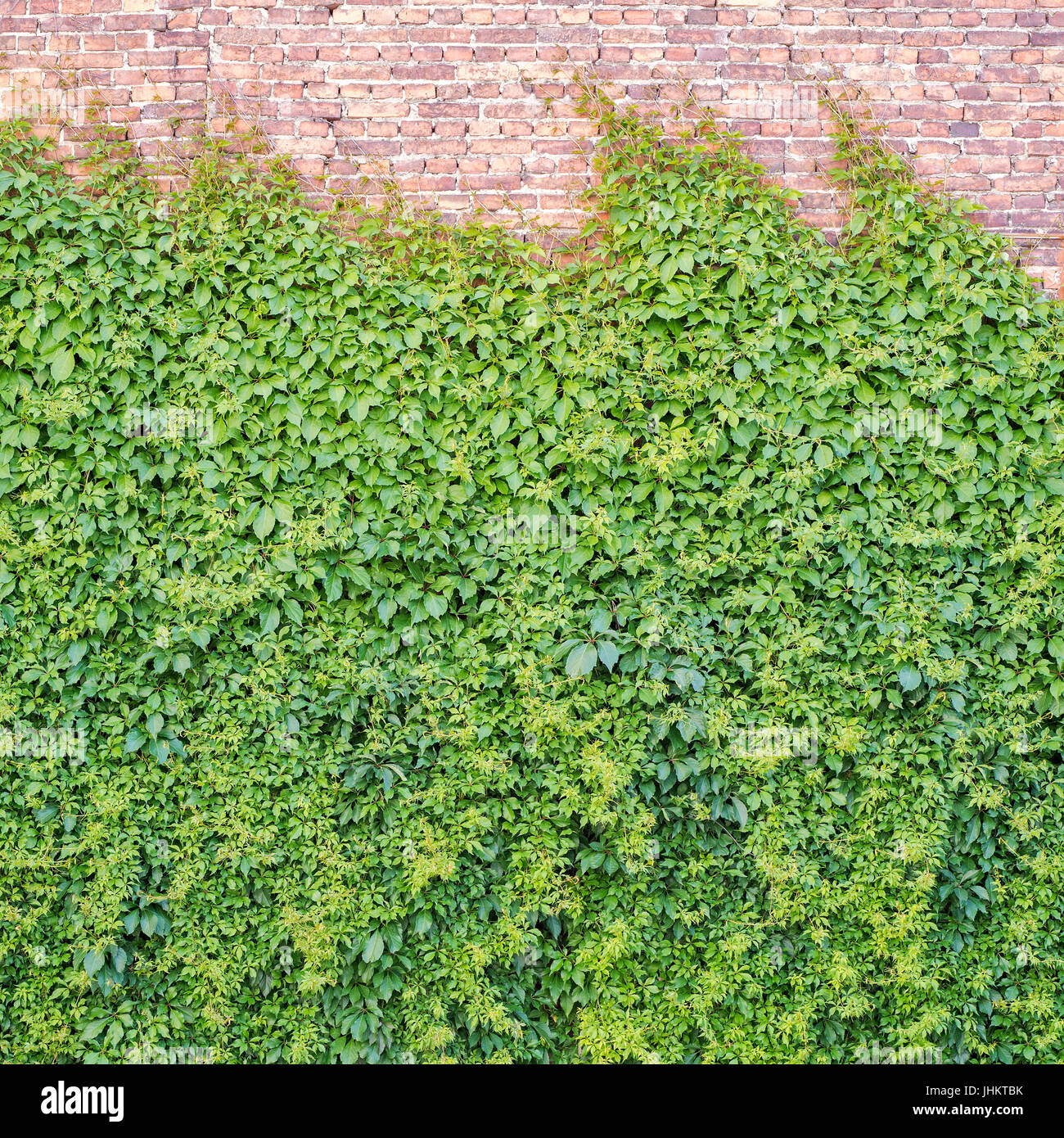 Green creeper plant hi-res stock photography and images - Alamy