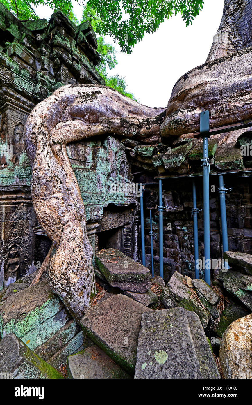 Cambodia Siem Reap Ta Prohm Temple and massive tree roots Stock Photo ...