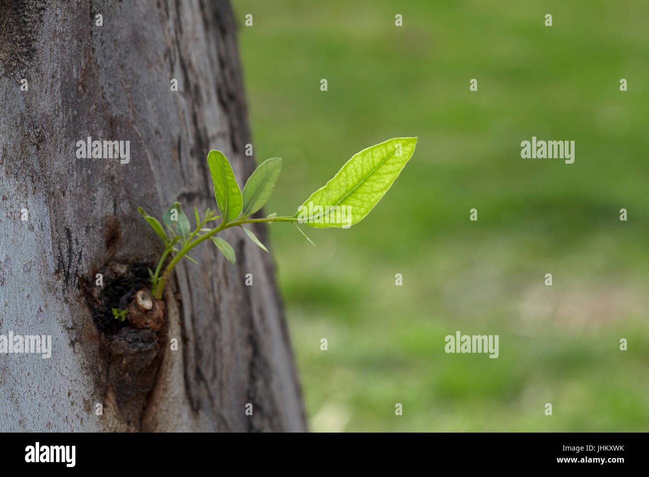 New leaves growing on tree hi-res stock photography and images - Alamy