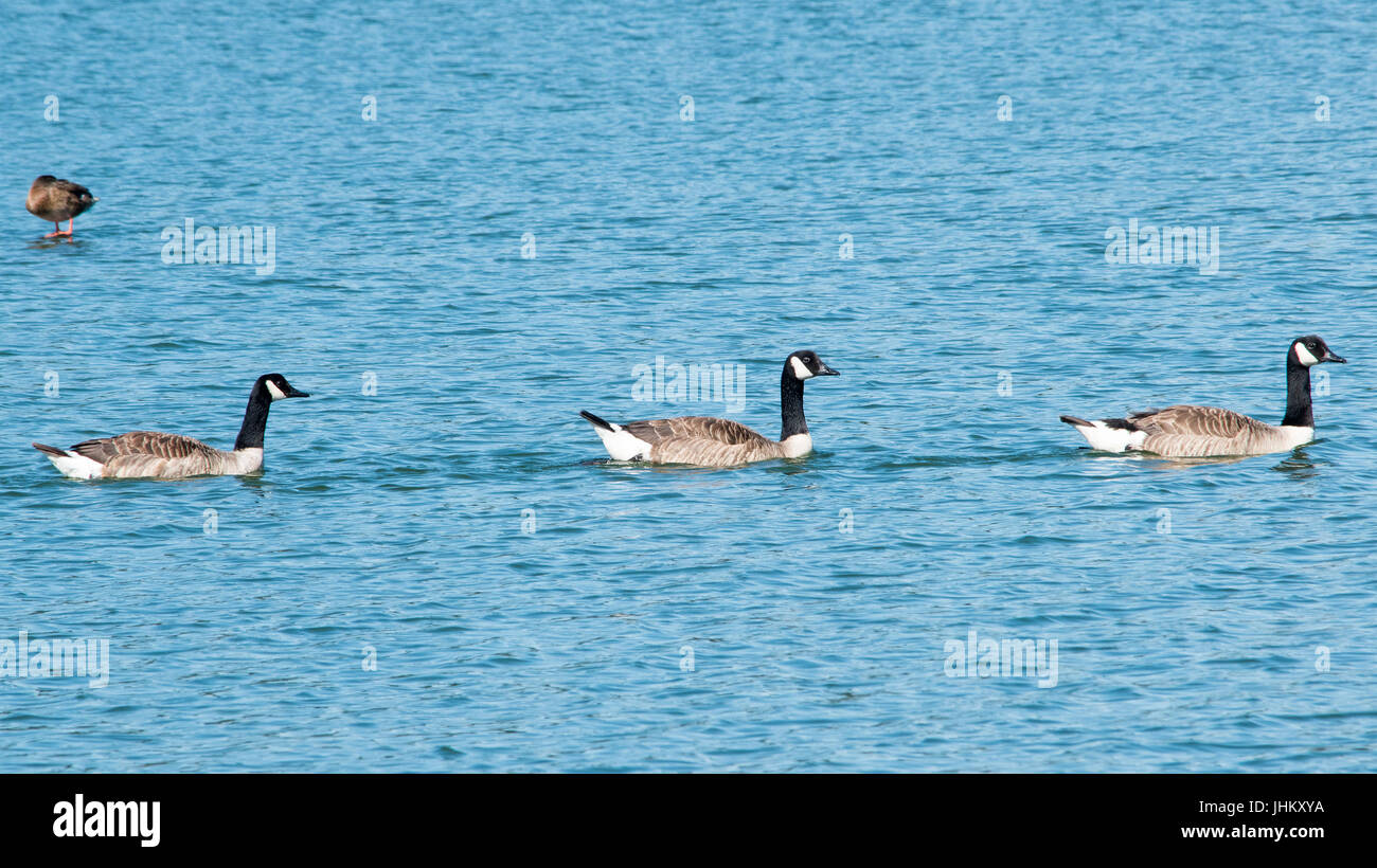 Canada goose chasing hi-res stock photography and images - Alamy
