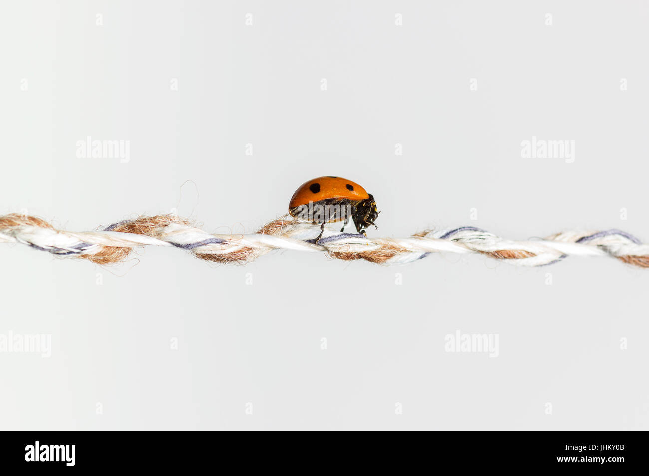shiny ladybug walking on string in front of white background Stock ...