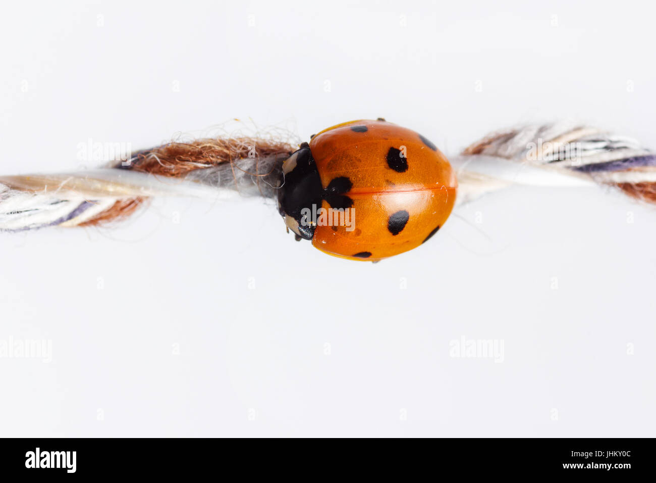 ladybug sleeping on string in front of white background Stock Photo - Alamy
