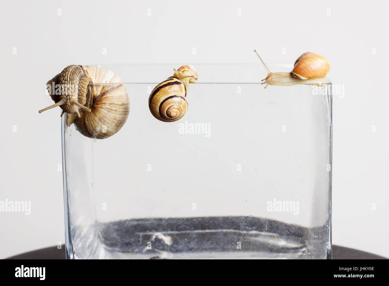 different snails in different sizes creeping into glass container Stock ...