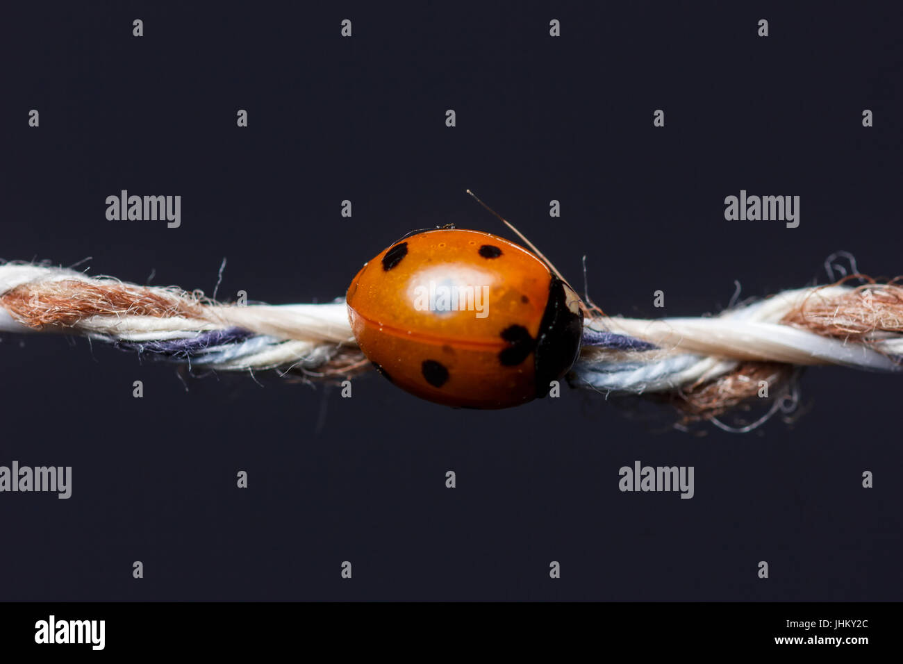 ladybug sleeping on string in front of black background Stock Photo - Alamy