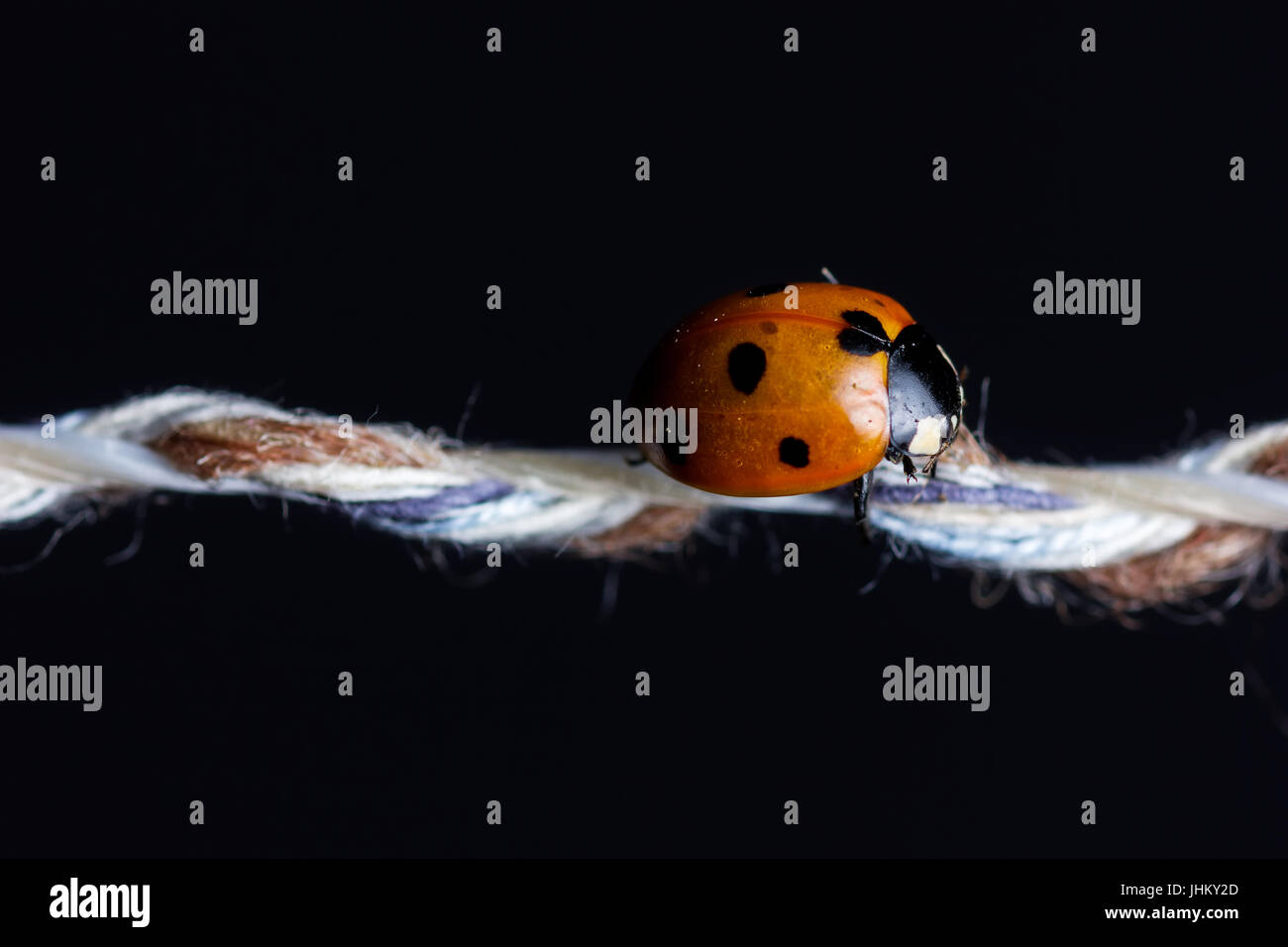 ladybug sleeping on string in front of black background Stock Photo - Alamy