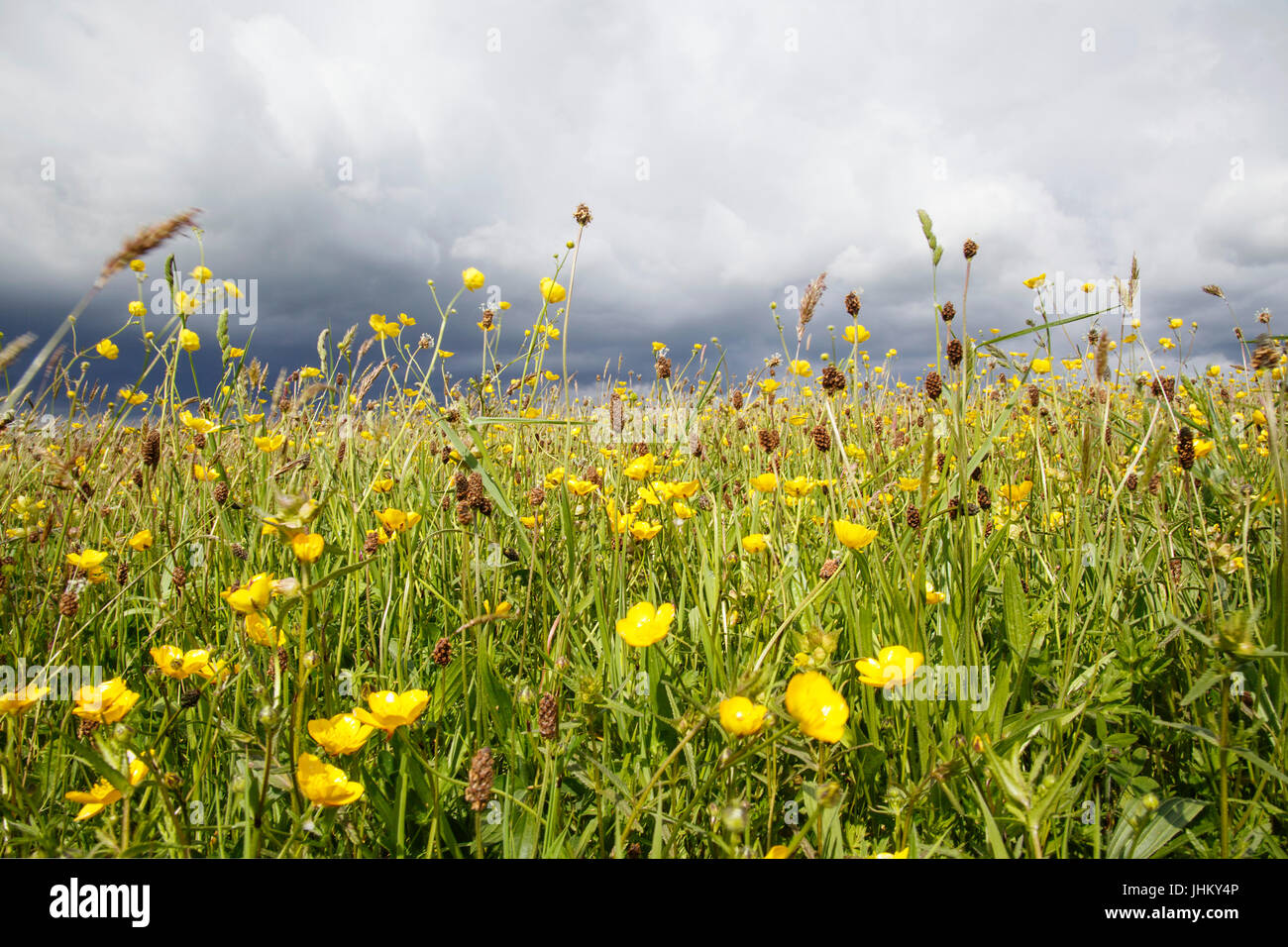Buttercups in a Field Stock Photo - Alamy