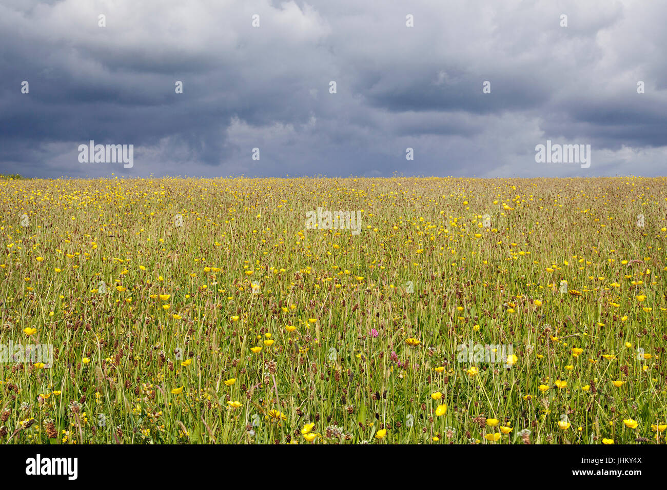 Field buttercup family hi-res stock photography and images - Alamy