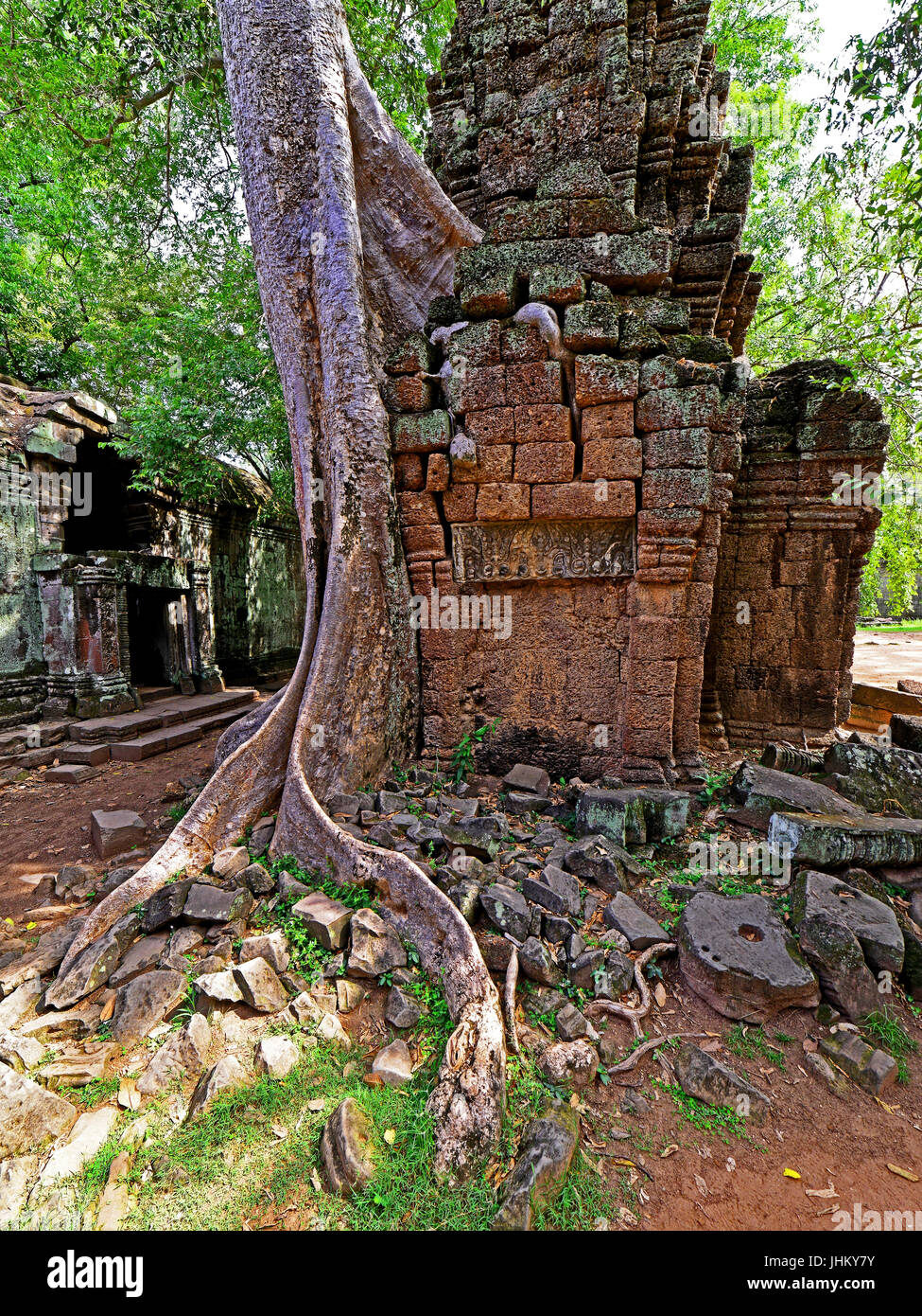 Cambodia Siem Reap Ta Prohm Temple and massive tree roots Stock Photo ...