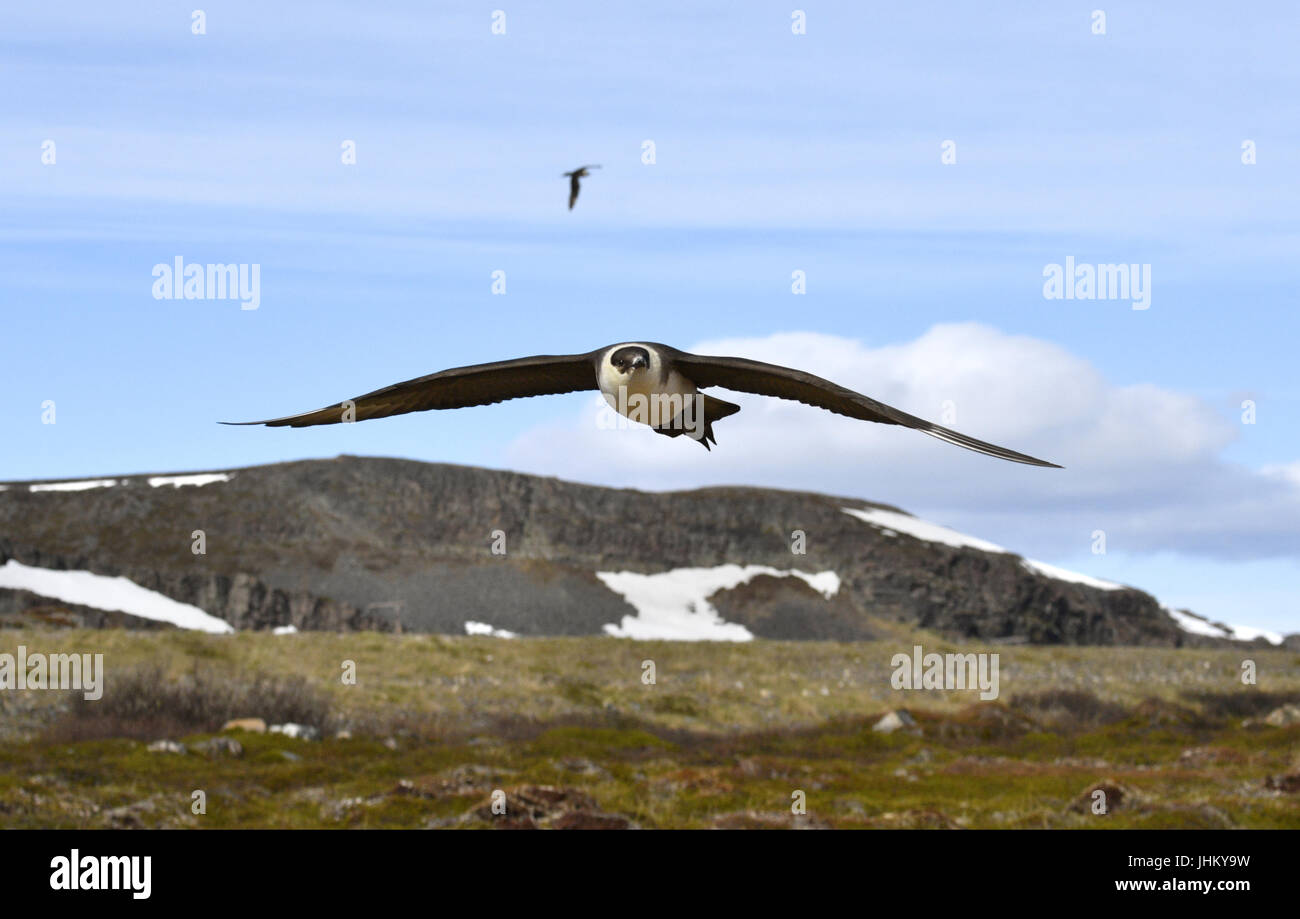 Arctic Skua - Stercorarius parasiticus Stock Photo - Alamy