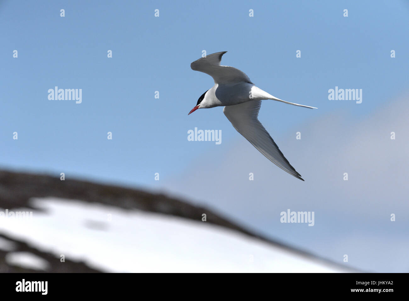 Sterna paradisaea migration hi-res stock photography and images - Alamy