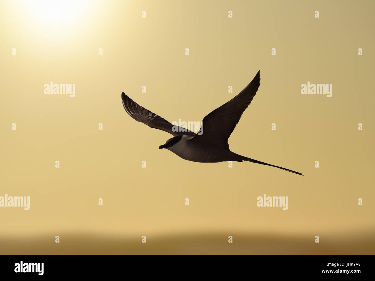 Long tailed skua hi-res stock photography and images - Alamy
