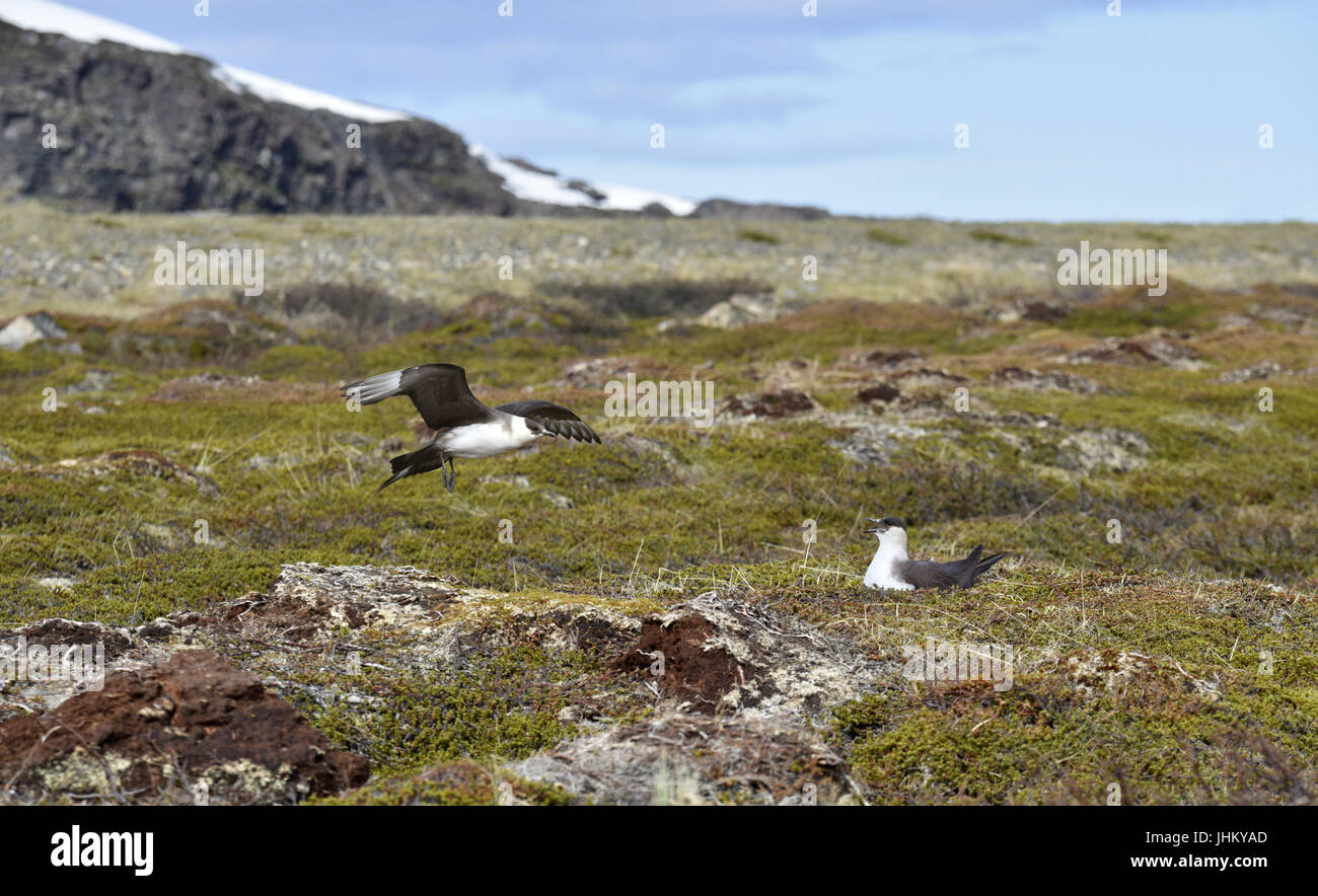 Skua bird hi-res stock photography and images - Alamy