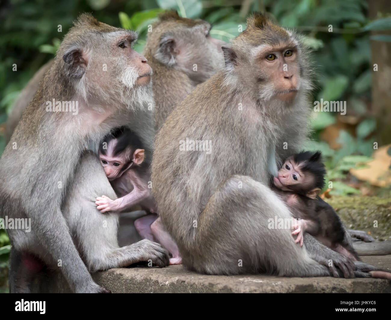 Ubud bali indonesia young macaque hi-res stock photography and images ...