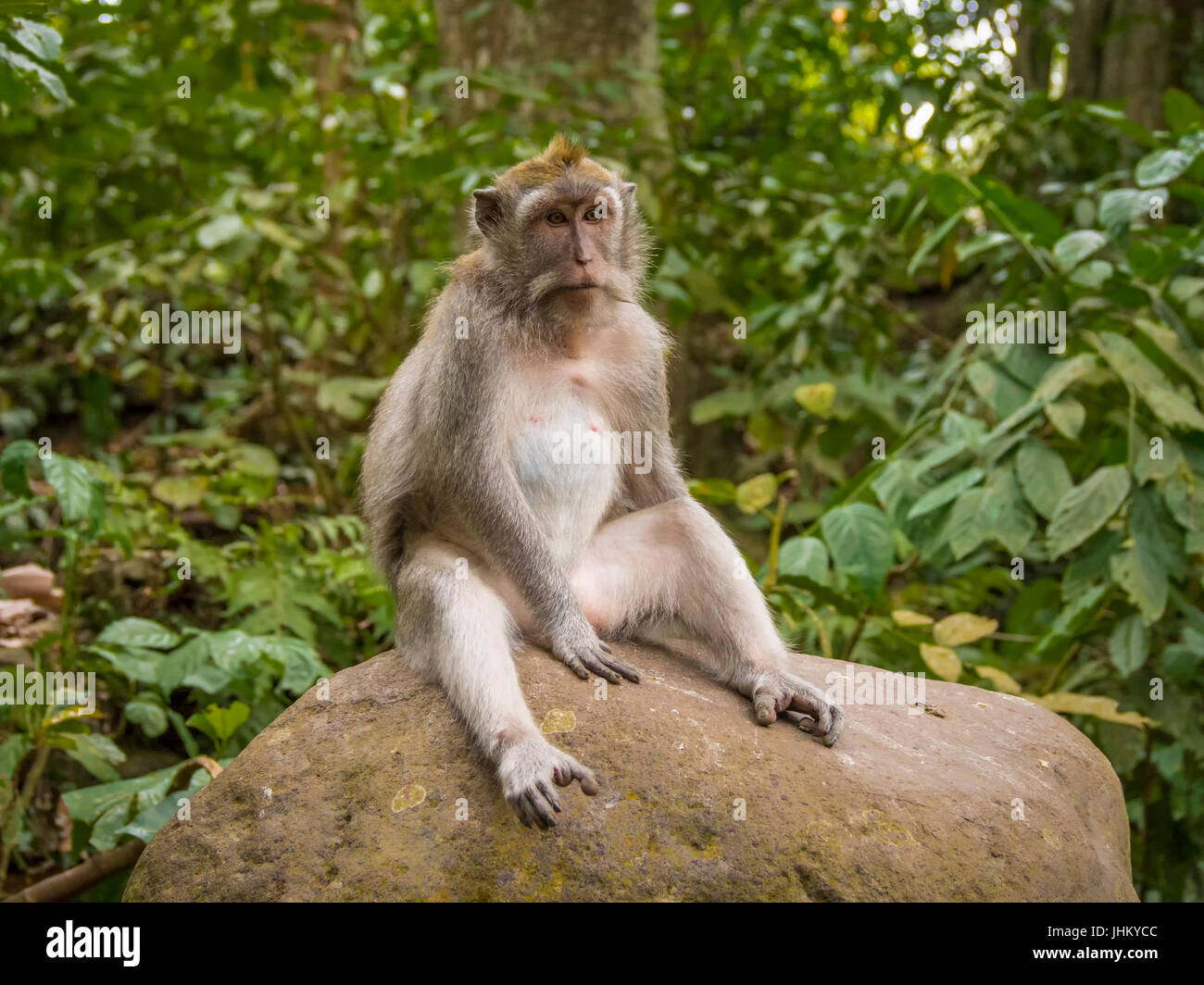 Monkey in Ubud Forest, Bali, Indonesia Stock Photo - Alamy