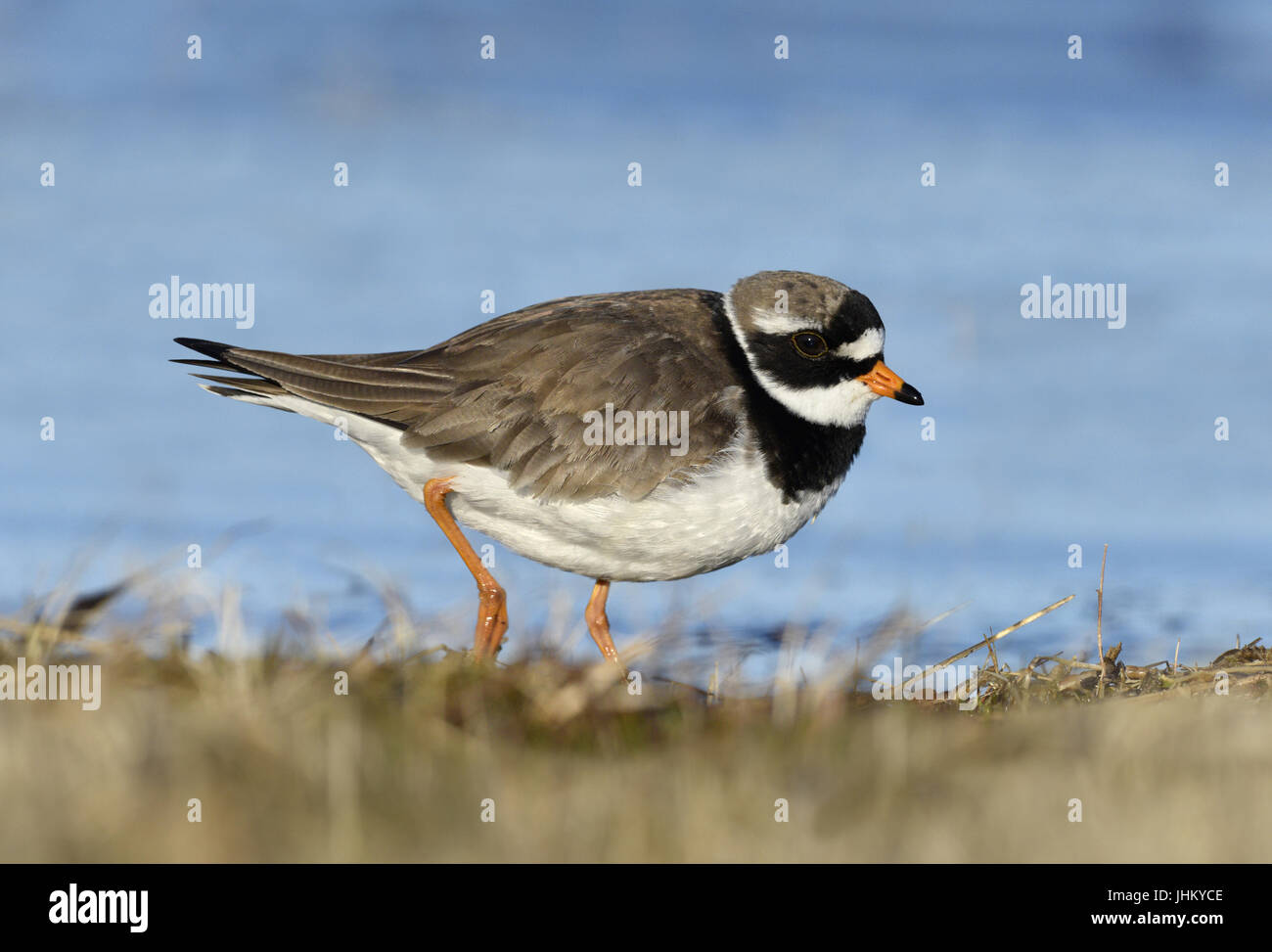 British plovers hi-res stock photography and images - Alamy