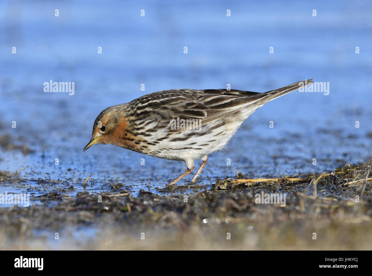 Bird with red throat hi-res stock photography and images - Alamy
