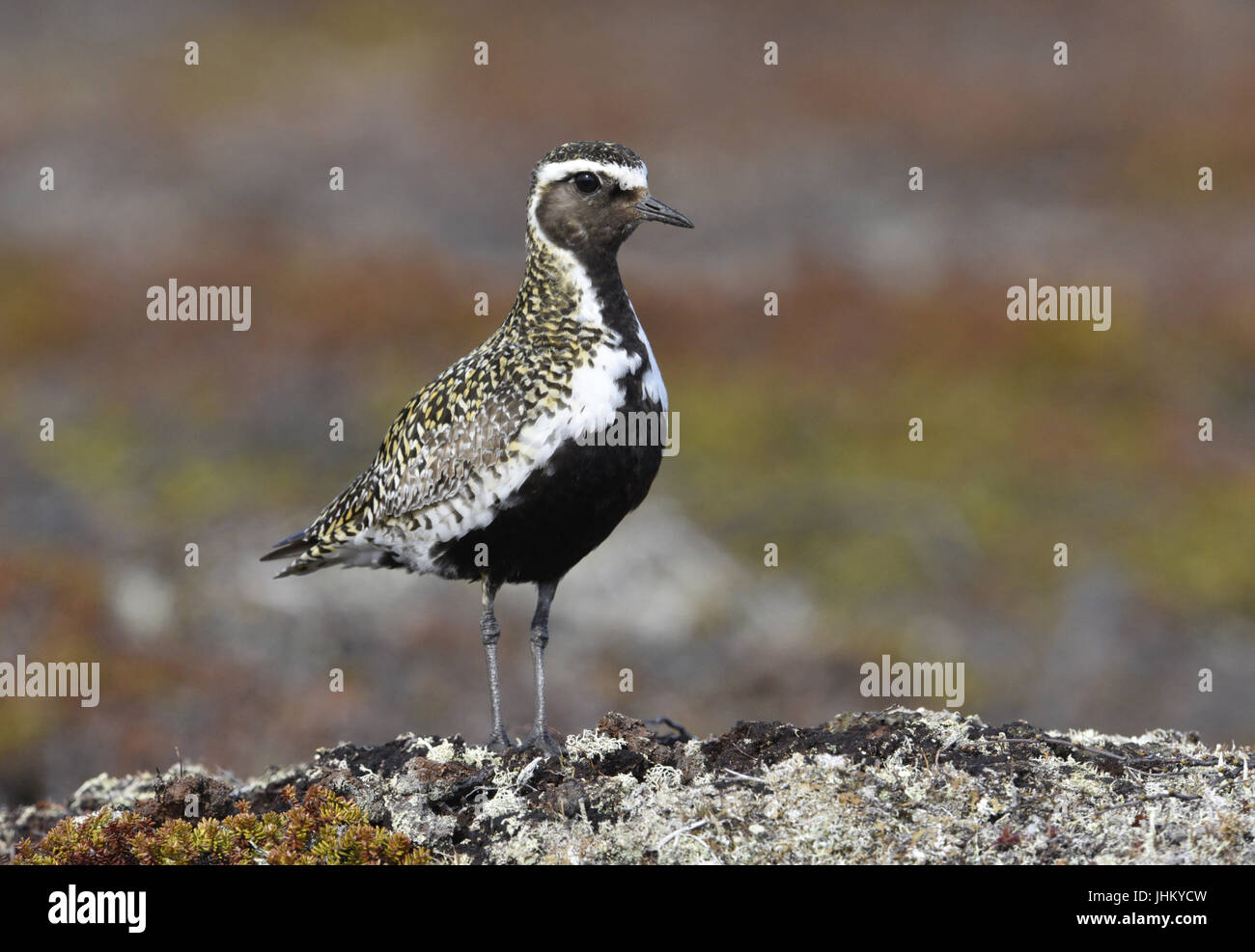 Golden plover standing hi-res stock photography and images - Alamy