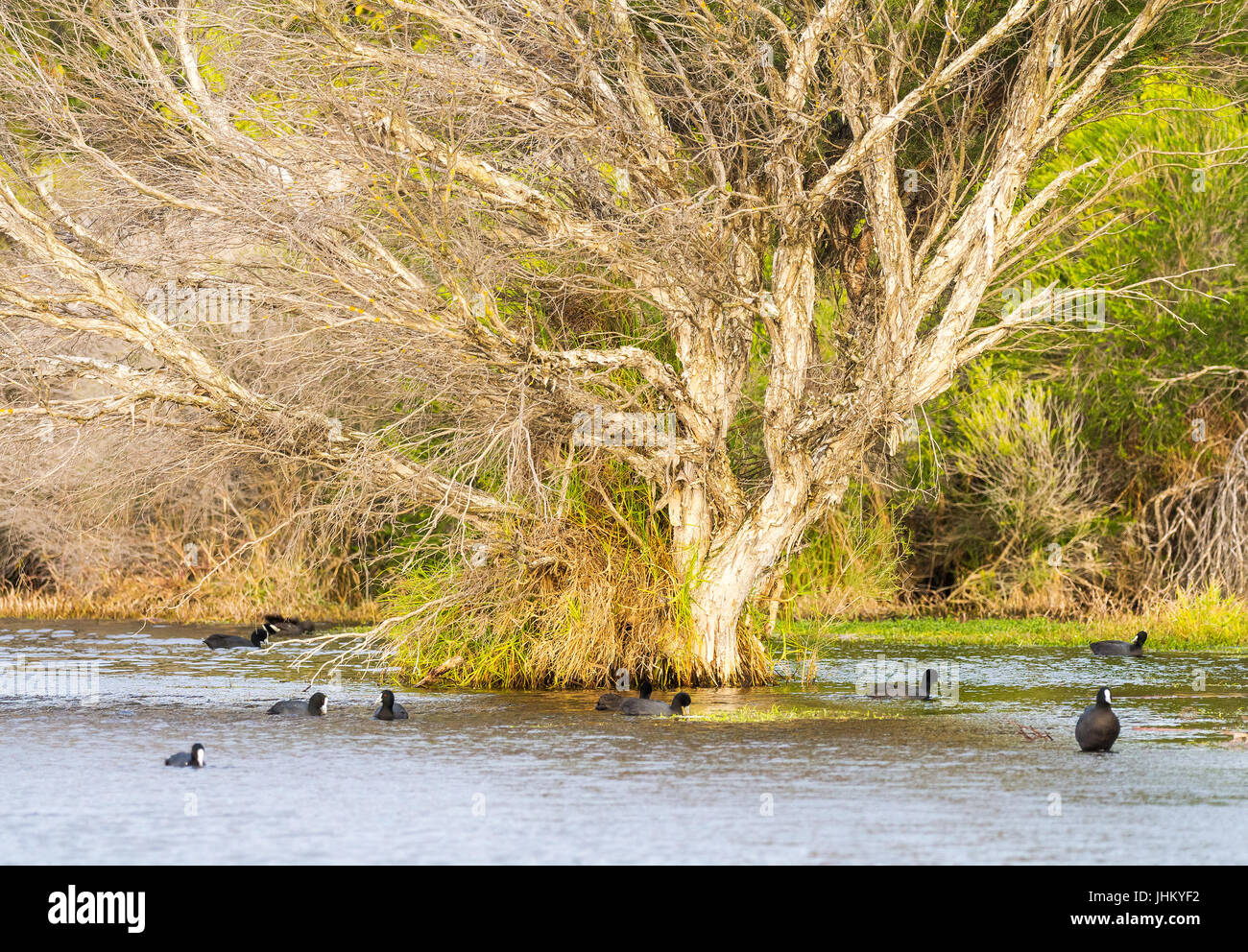 Australian coot swimming around a partly submerged paper bark tree at ...