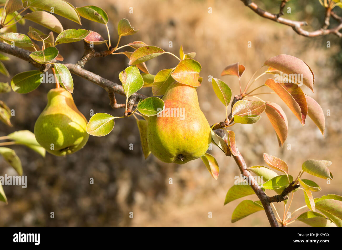 Red pears on tree in orchard hi-res stock photography and images - Alamy