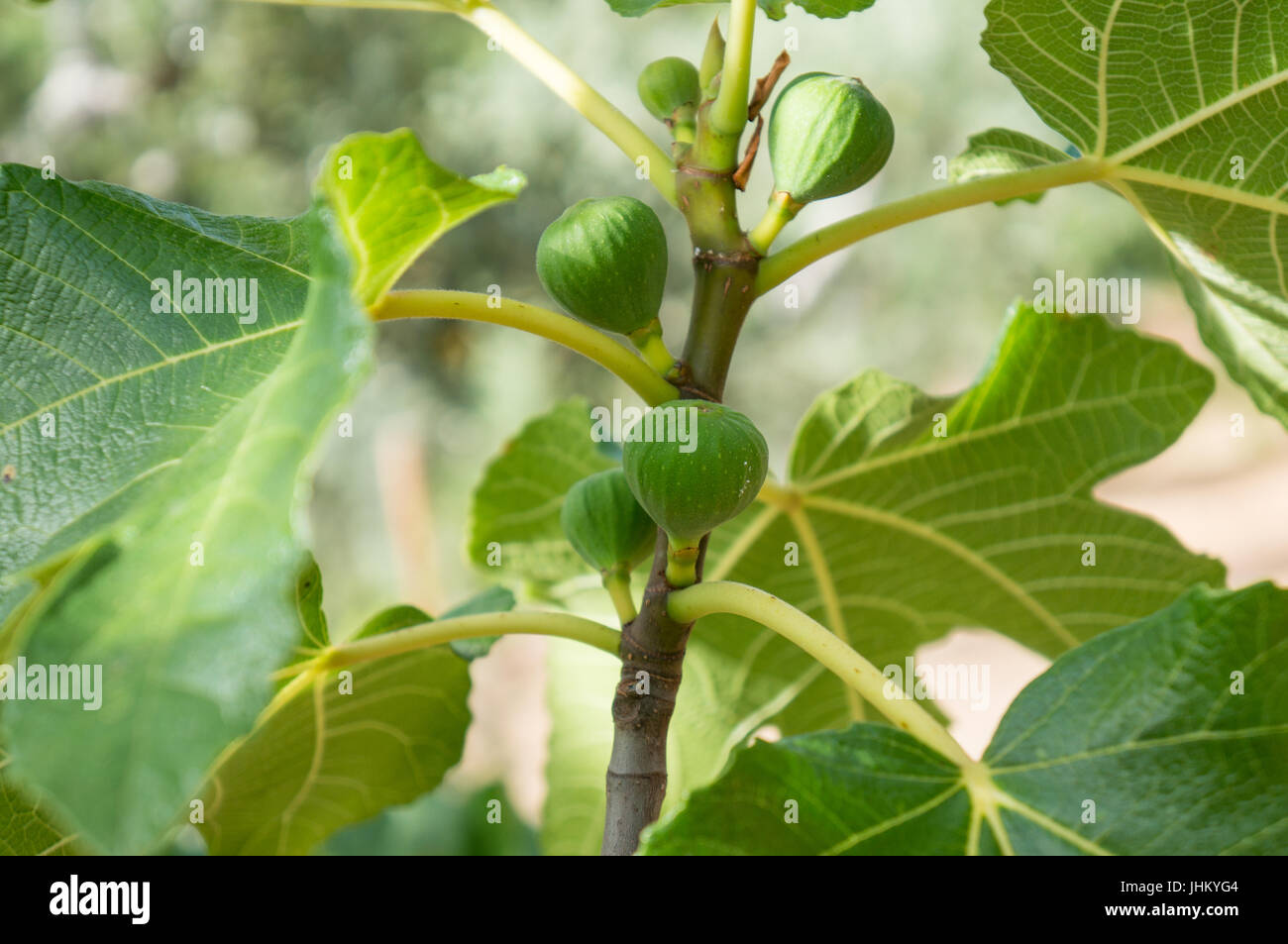 Figs growing on a tree hi-res stock photography and images - Alamy